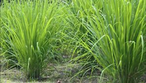 Cortesía | Se consigue muy fácil