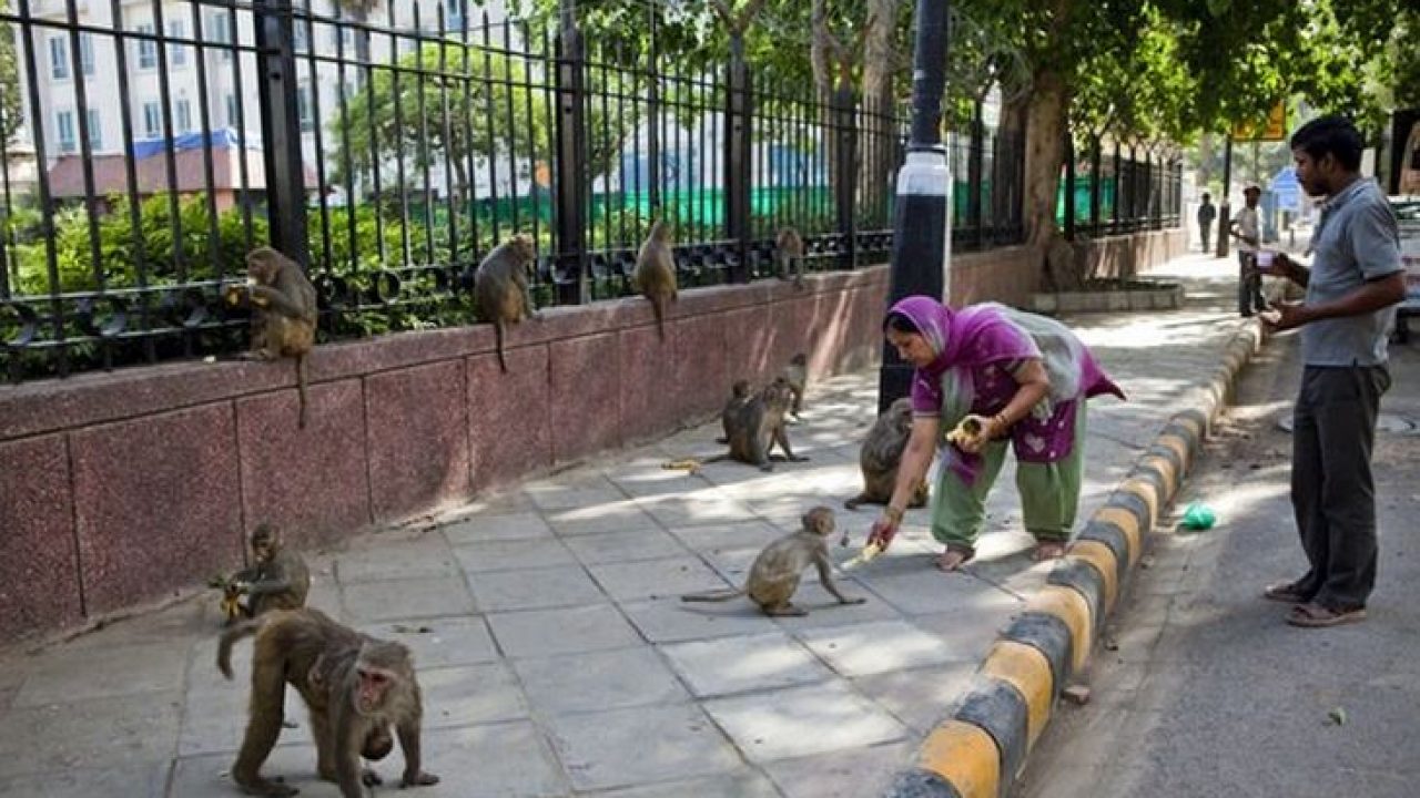monos-india.jpg