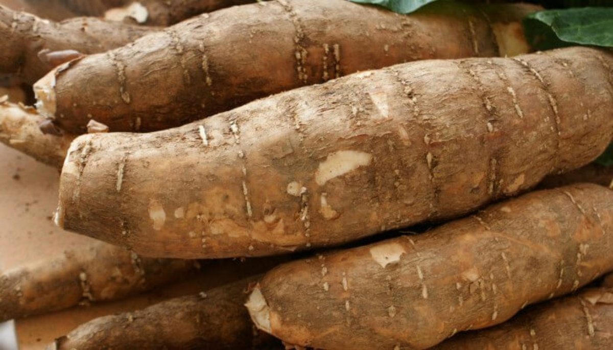 yuca.jpg