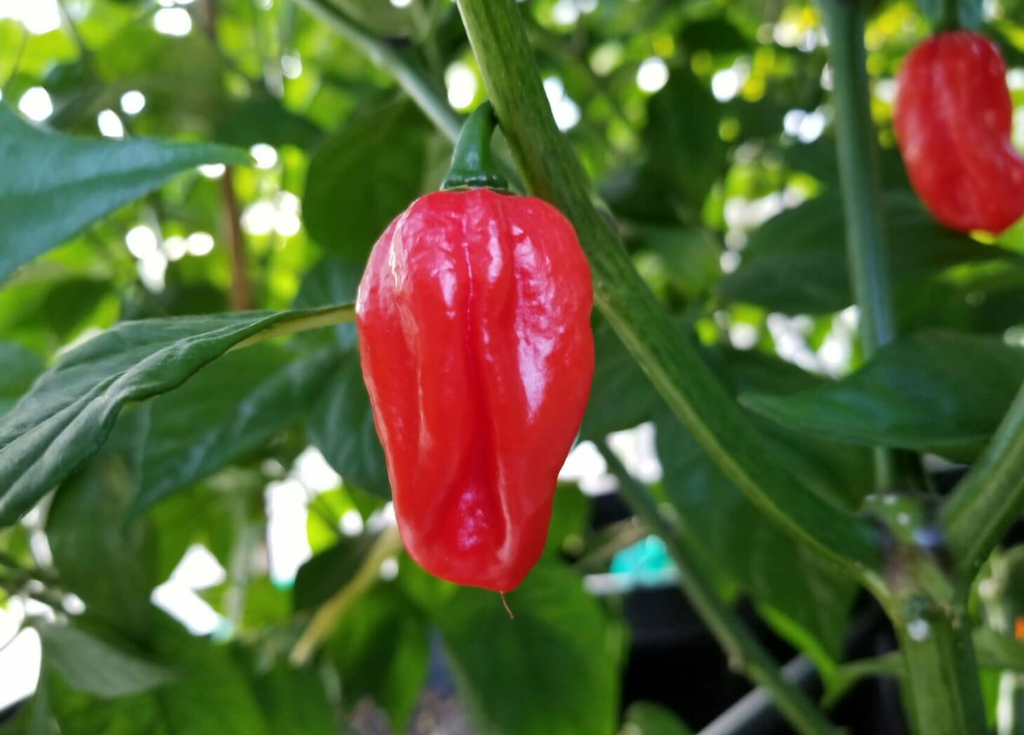 Cortesía | Es una fuente de vitaminas