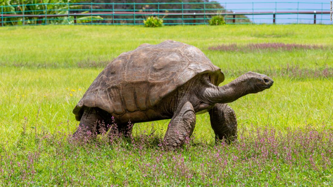 animal-tortuga.jpg