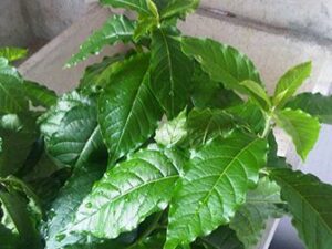 Cortesía | Tienen muchos beneficios para la salud