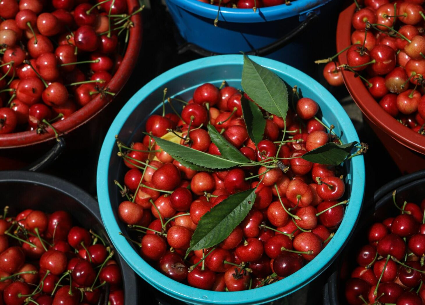 Cortesía | Las cerezas tienen un alto contenido en potasio, fibra y ...
