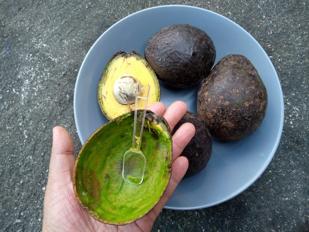 aguacate.jpg