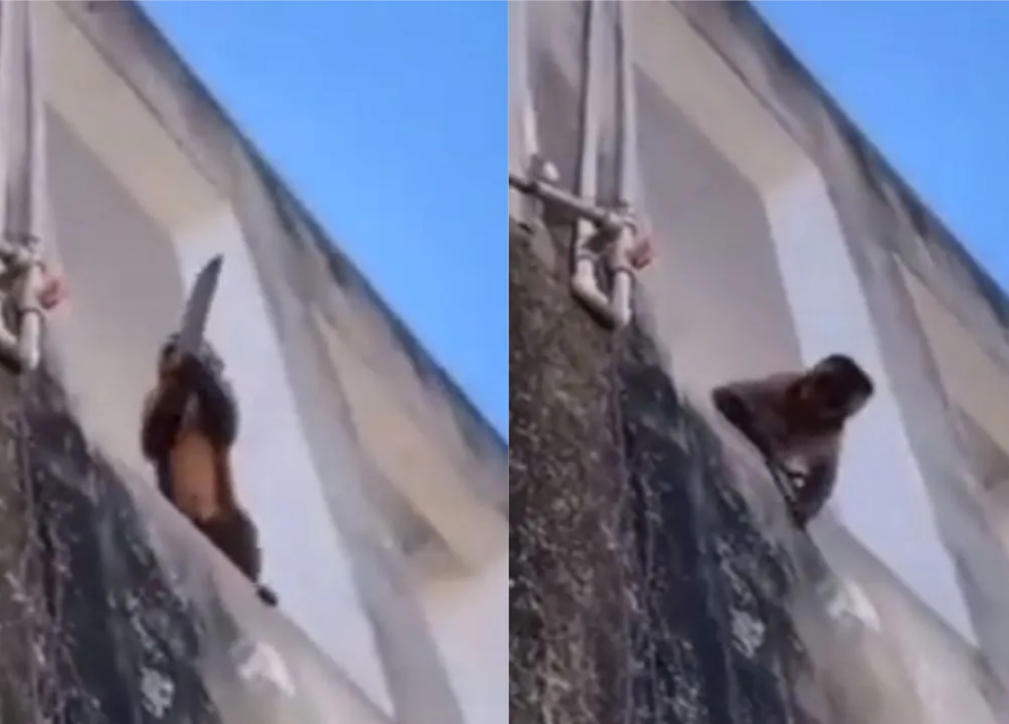 Cortesía | Un video viral muestra a Chico, como fue bautizado el mono ...