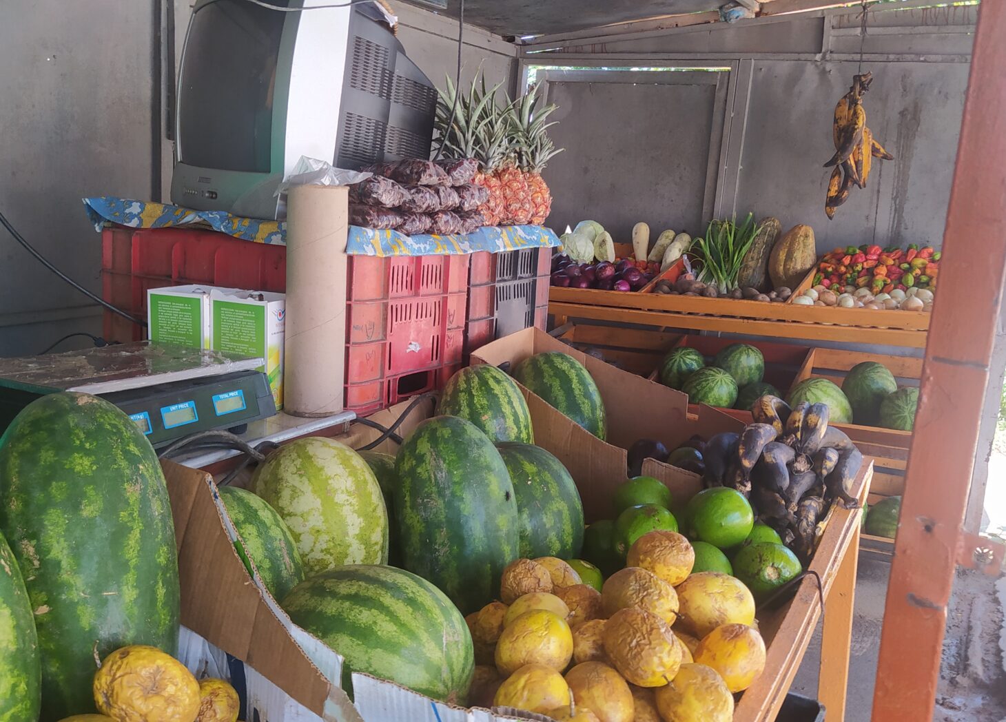 Cortesía | Intoxicación por yuca amarga puede llegar hasta la muerte