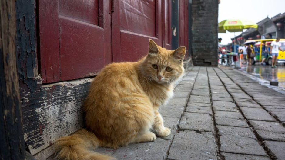 GATO-CHINA.webp