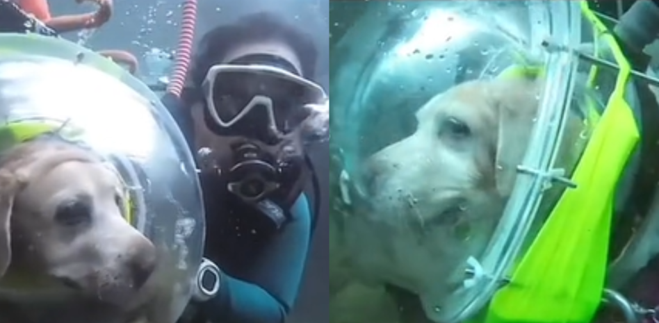 PERRO-BUCEO.png