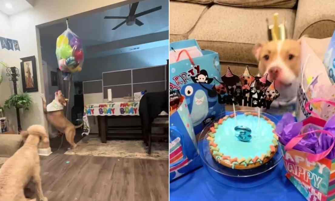 celebracion-viral-perro.jpeg