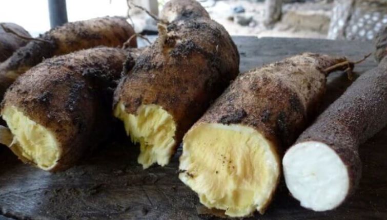 Yuca-amarga.jpeg