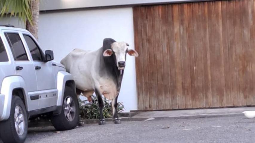 toro-en-el-hatillo.jpeg