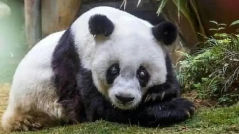tan-tan-panda.webp