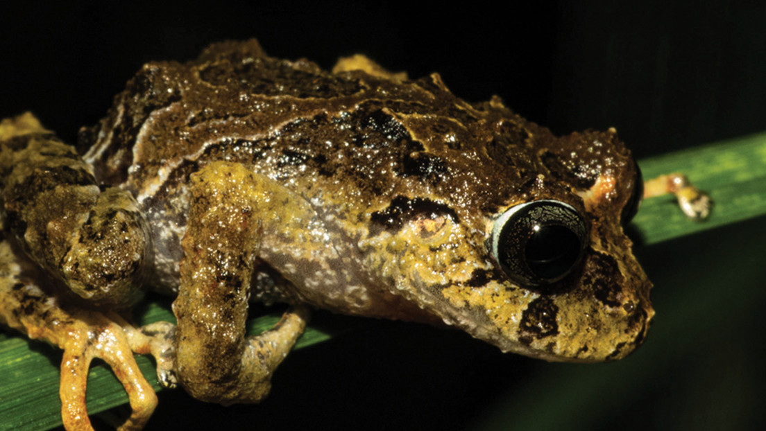 sapo-pristimantis.jpg