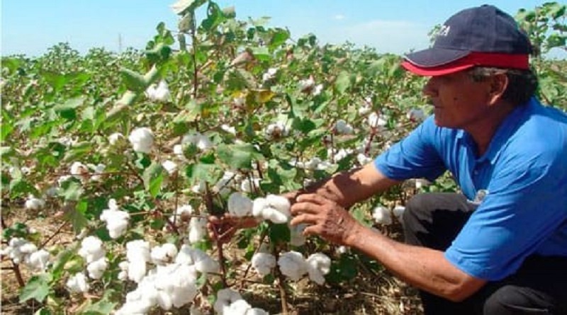 Productores-de-algodon-en-Guarico-firman-contrato-para-Plan-de-siembra ...