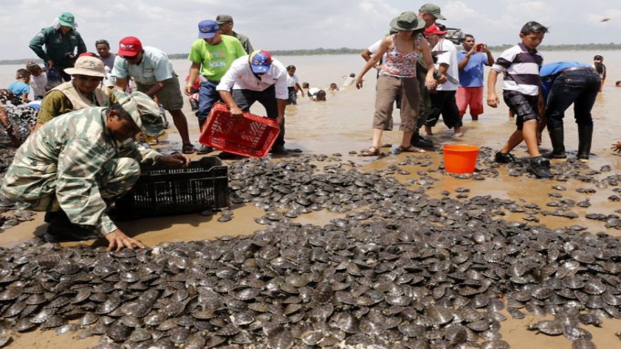 liberacion-de-tortugas-arrau-en-amazonas-6969.jpeg