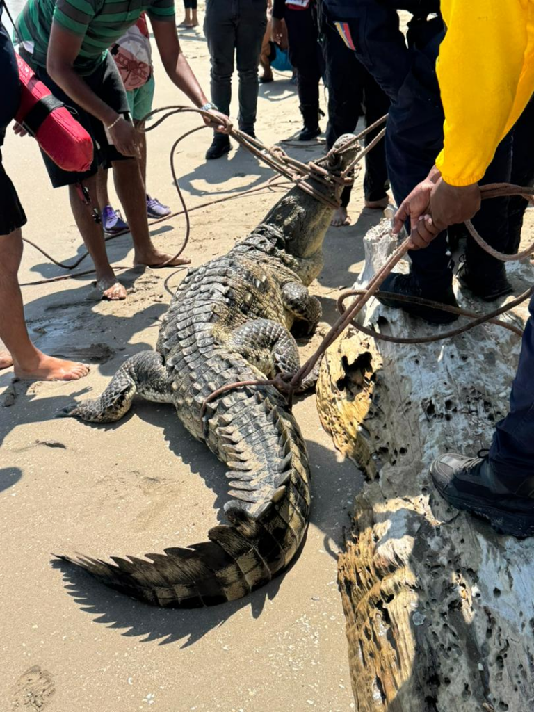 caiman-higuerote.png