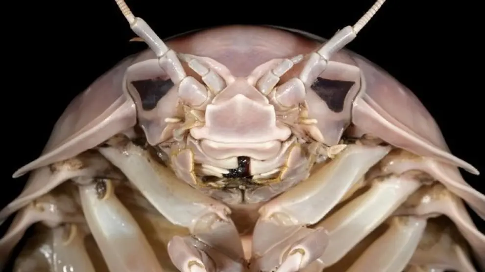 hallazgo-nueva-especie-insecto-marino-vietnam.webp