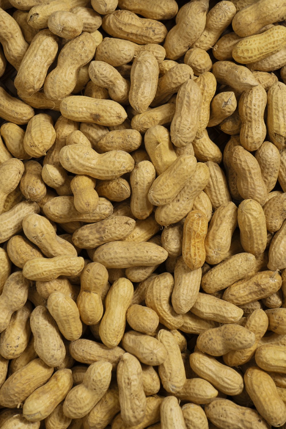 mani-fruto-seco.jpg