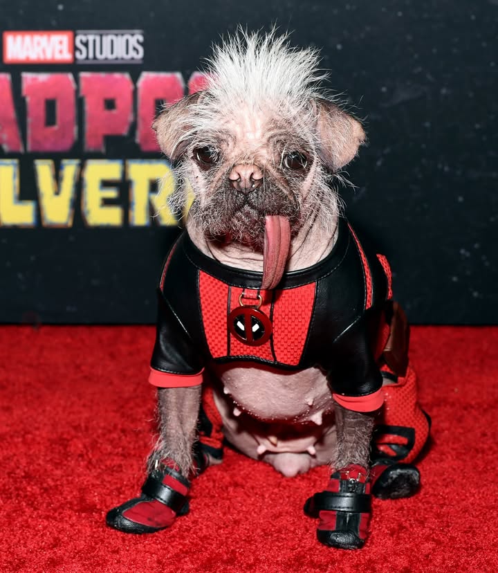 Dogpool.jpg