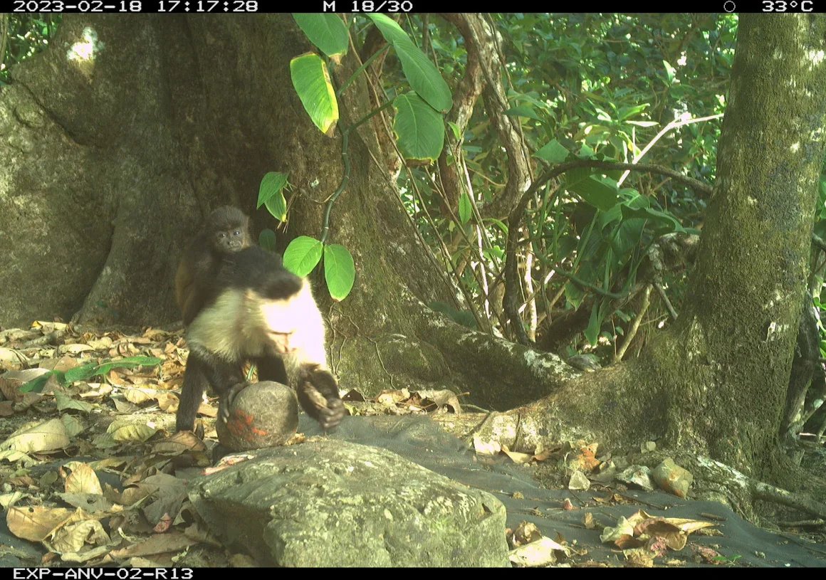 monos-capuchinos.webp