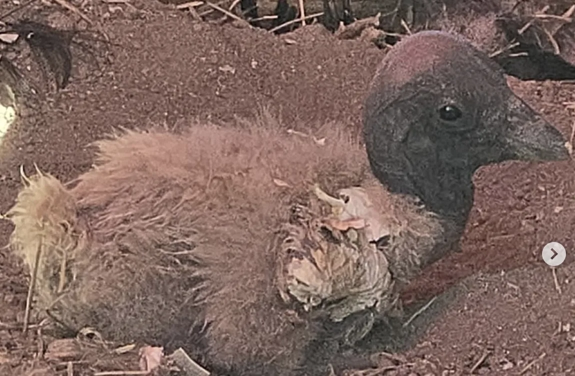 CONDOR-ANDINO-MERIDA-VENEZUELA.webp